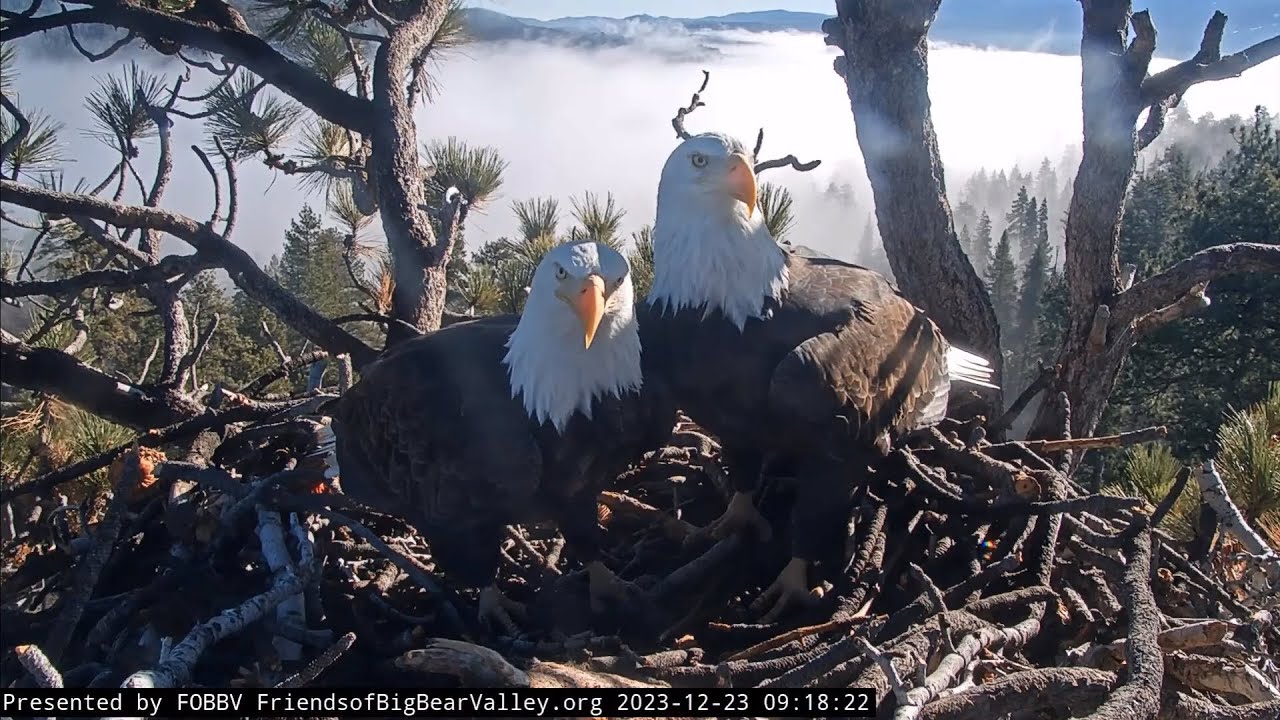 12-23-2023 Wonky Stick Placement - YouTube