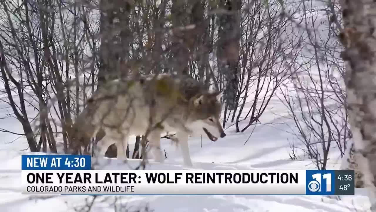 CPW set to release 15 more wolves in Colorado - YouTube