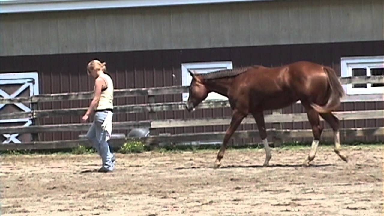 SOLD: COUNTESS OF CHOCLATE 2014 filly by ZIPS CHOCOLATE CHIP - YouTube