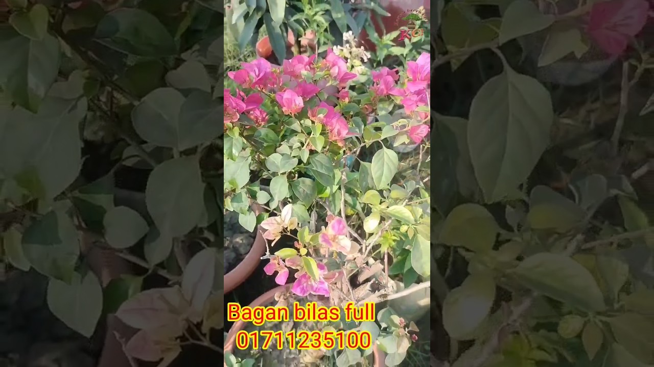 bagan bilas full. #shortvideo #bagan bilas full #viral #ma nursery ...