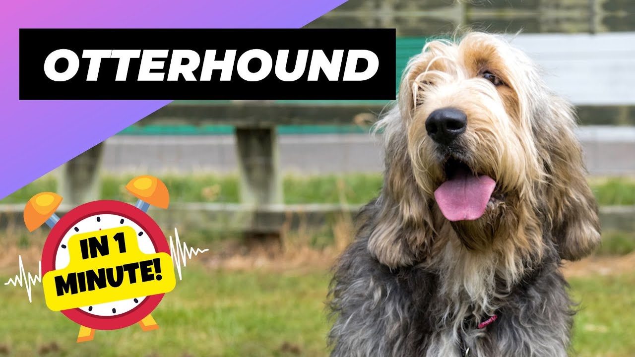 Otterhound - In 1 Minute! 🐶 One Of The Rarest Dog Breeds In The World | 1 Minute Animals - YouTube