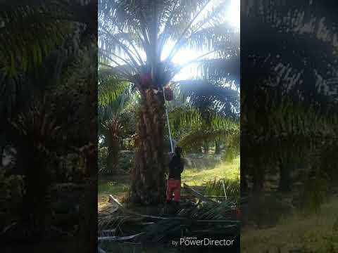 Pekerjaan anak rantau buat kita ngewek melihatnya😓