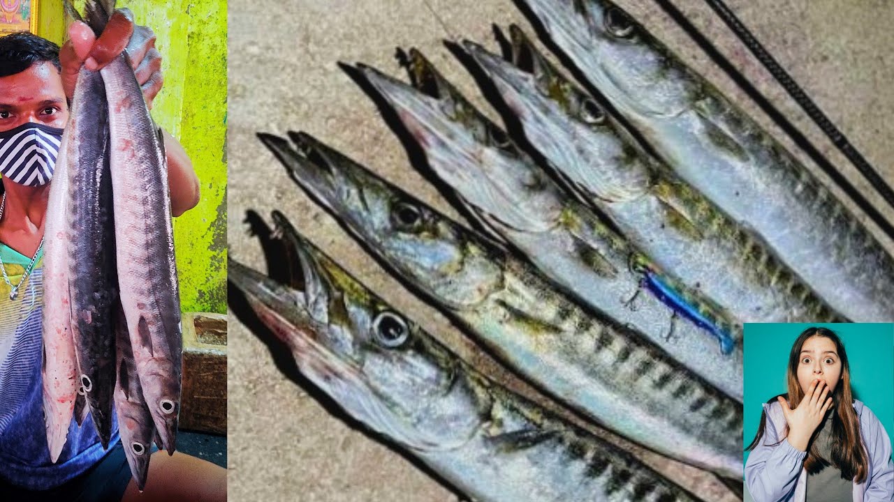 amazing barracuda fish slicing😮 for fish fry /sheela meen cleaning ...