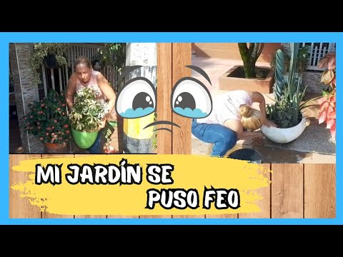 EL JARDIN ESTA FEO ️pasos y tip para recuperarlo #plantandoamor. - YouTube