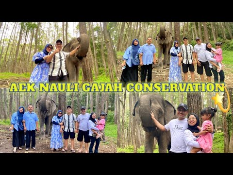GAJAH SUMATERA AEK NAULI ELEPHANT CONSRVATION 🥰😍 - YouTube