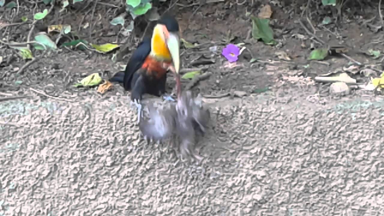 Filhotes de tucano - YouTube