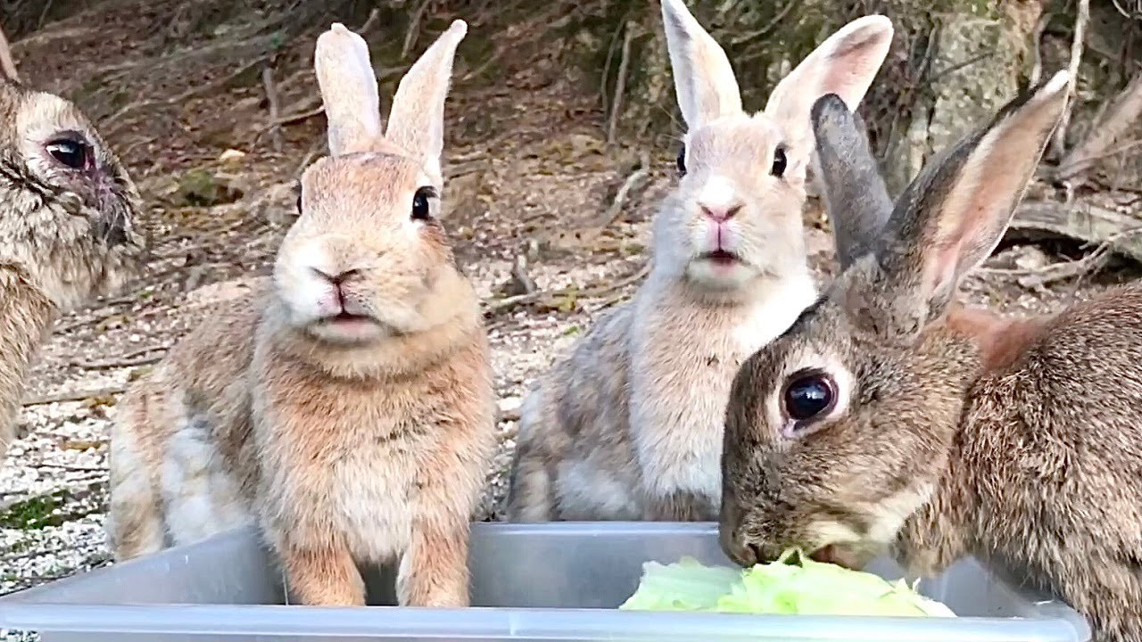 Wild rabbits responding to birdsong - YouTube
