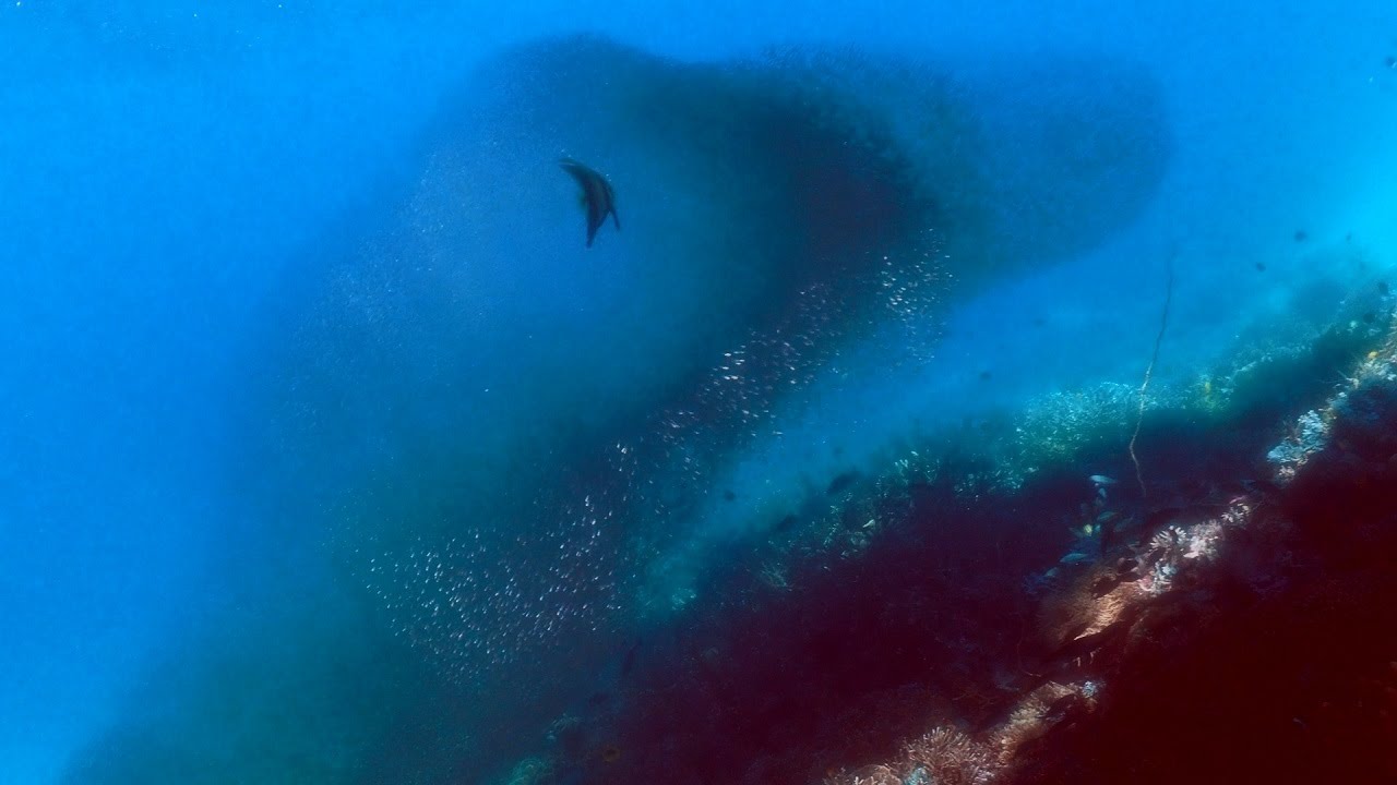 Fish 'Cloud' Dive - YouTube