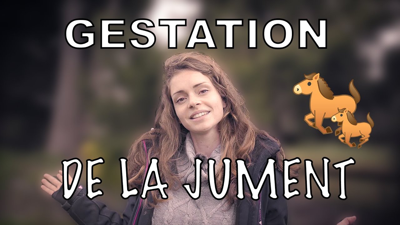GESTATION de la JUMENT - YouTube