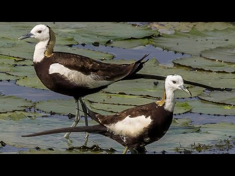 Beautiful Pheasant Tailed Jacana Mating @bdwildbird - YouTube