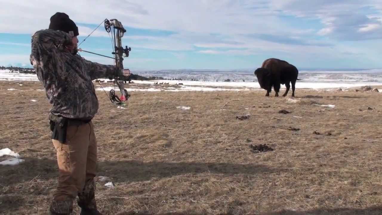 2013 Buffalo Archery Hunt - Montana - YouTube
