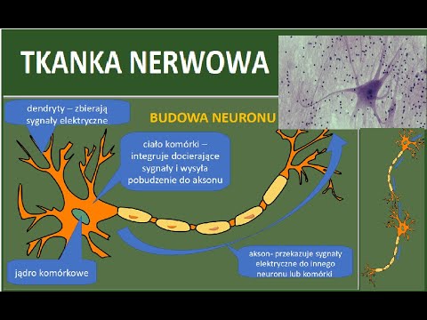 Tkanka nerwowa. Tkanki zwierzęce. - YouTube