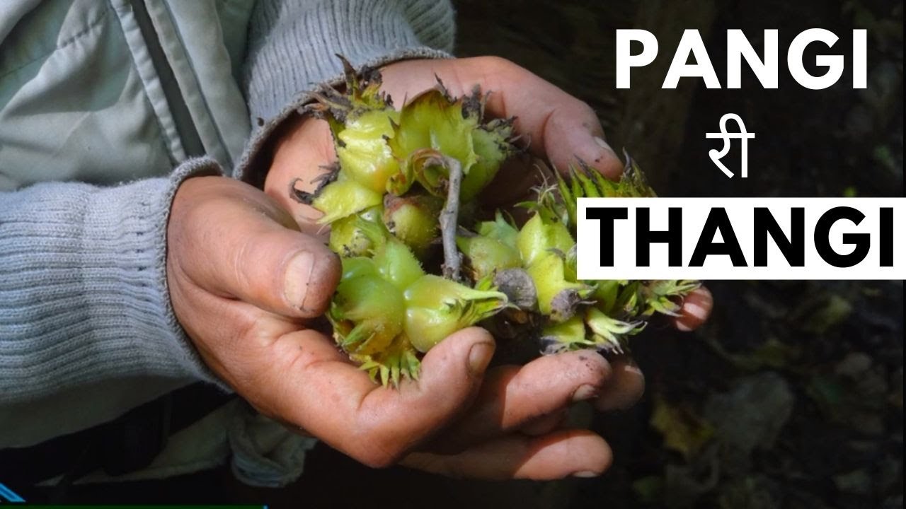 Corylus jacquemontii ( Thangi ) Of Pangi Valley - YouTube