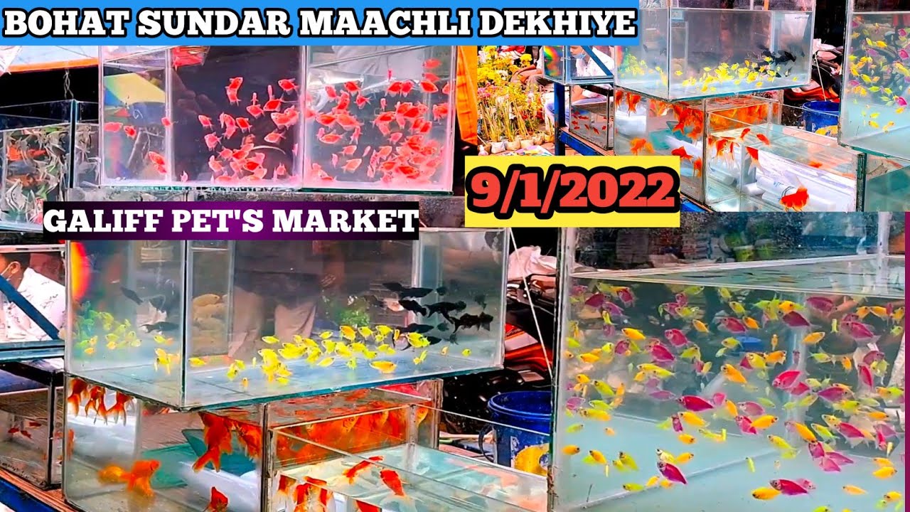 TODAY ALL COLOR FISHES PRICE RATE AT GALIFF MARKET IN 2022🦭 | ASIA'S ...