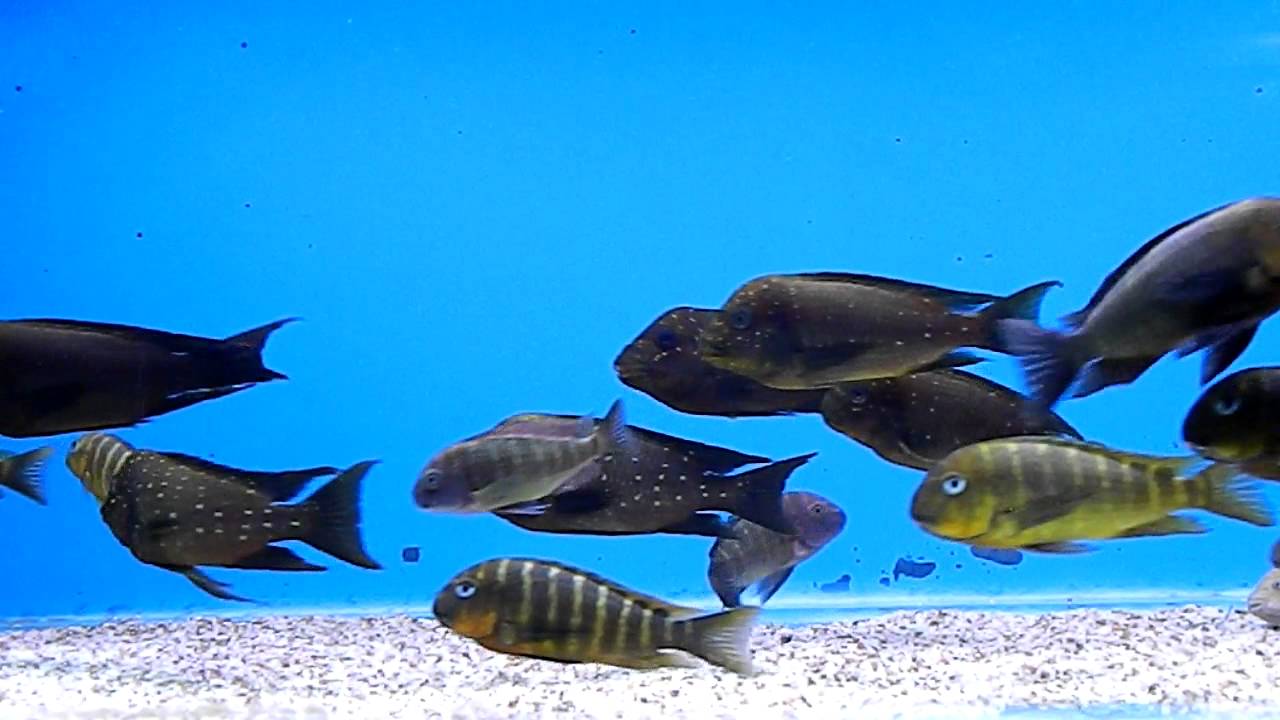 Wild Petrochromis Trewavasae, Tropheus Mpimbwe and Muzi Blue Blaze ...