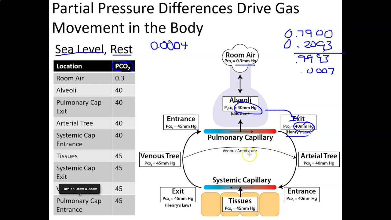 Lecture Respiratory 2 Partial Pressures - YouTube