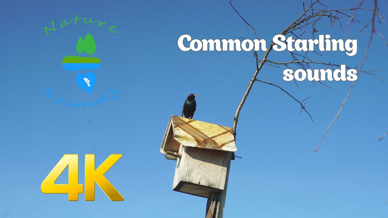 4K. Common Starling sounds. Starling klingt. Sonidos comunes de ...