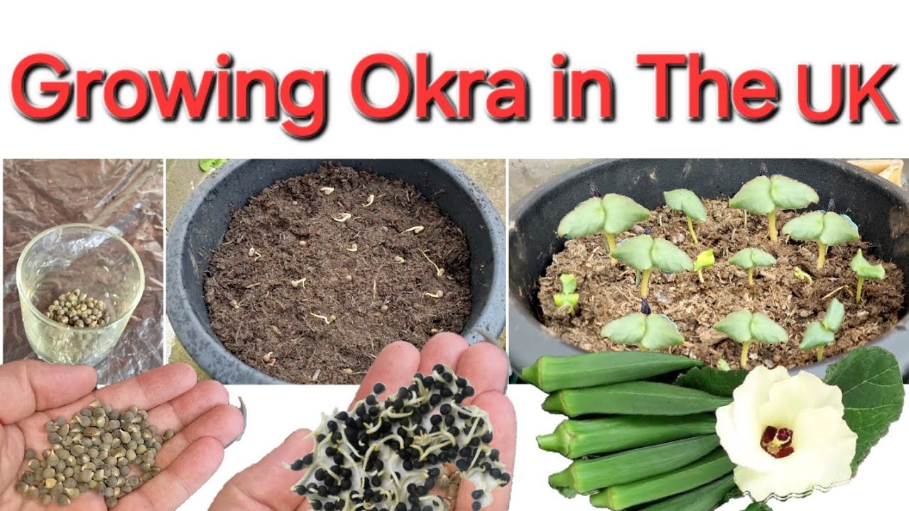 Okra growing UK: tips for growing okra in the UK | how to grow okra in ...