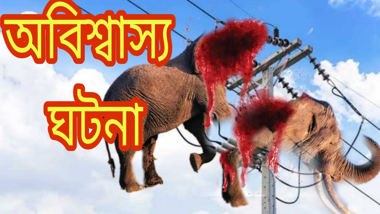 Top 20 Moments Animals Get Electrocuted - YouTube