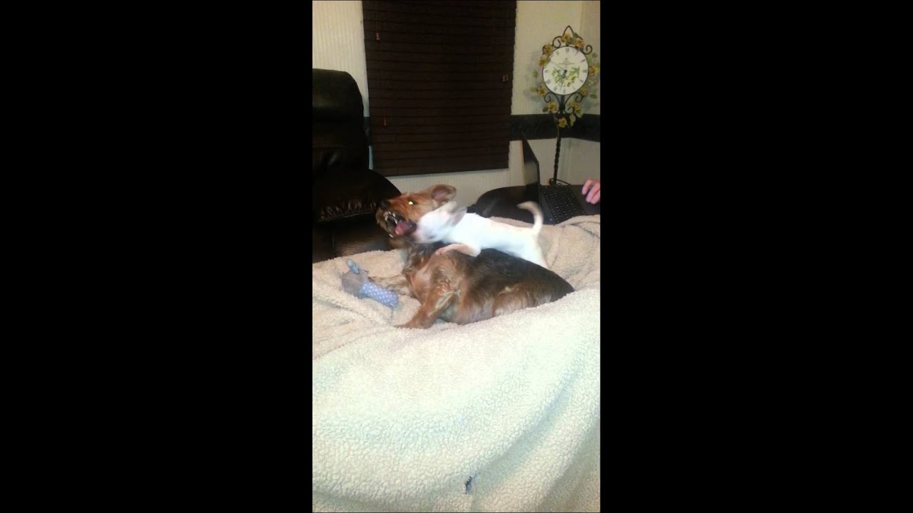 Chihuahua attacks yorkie - YouTube