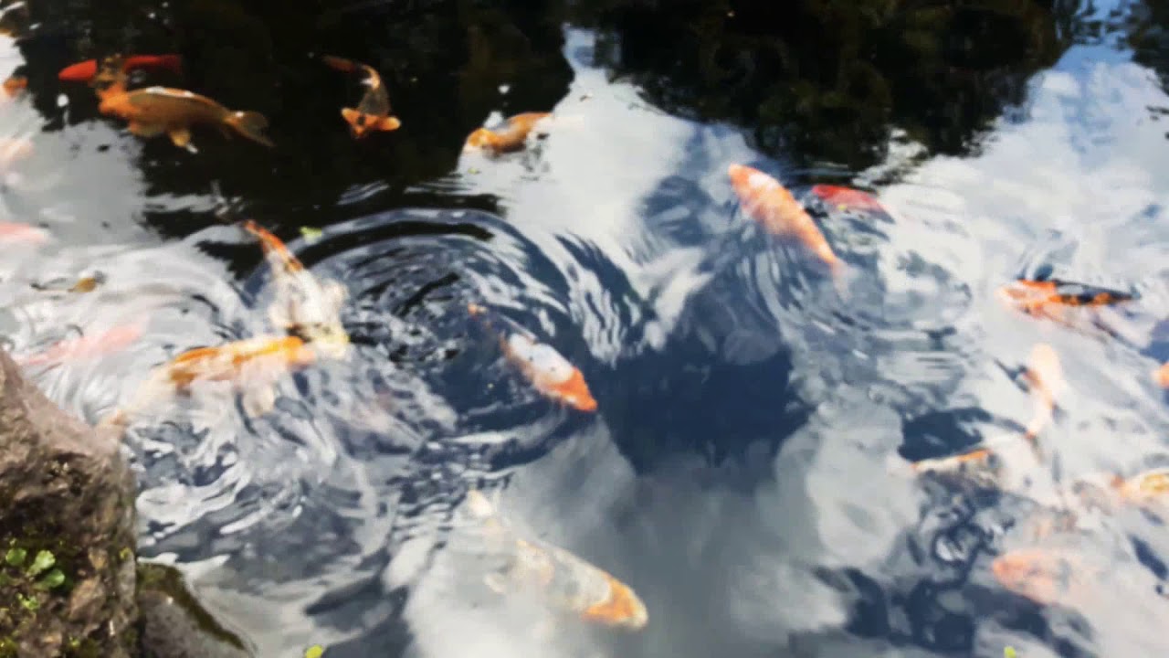 Peces Koi parque la carolina Quito Ecuador - YouTube
