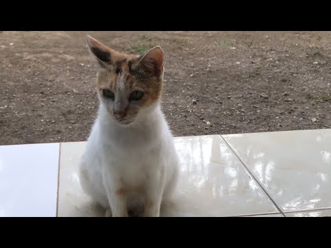 Kucing telon sedang live sekarang!si bundel pagi ini - YouTube