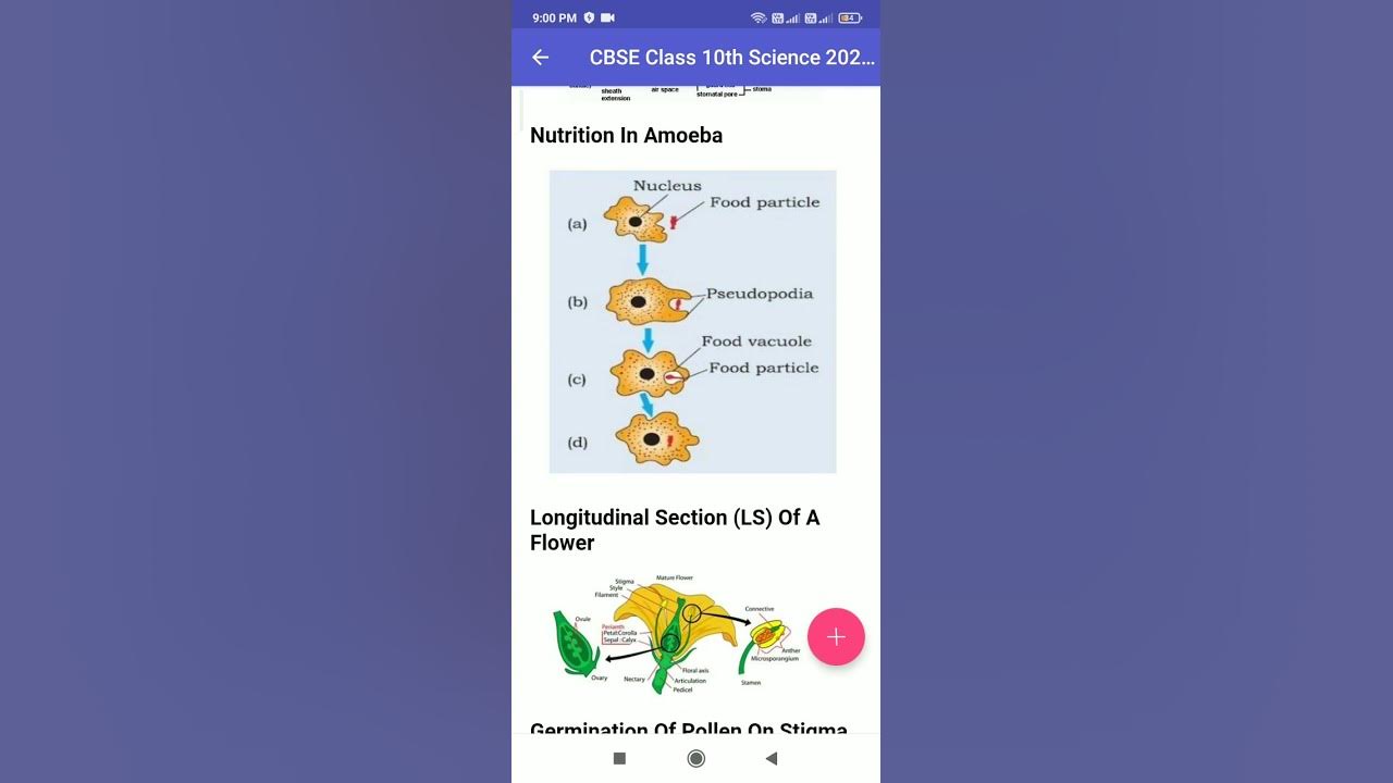 Most Important Diagram Science Questions Class 10 Cbse Board 2023 most-important-diagram-science-questions-class-10-cbse-board-2023