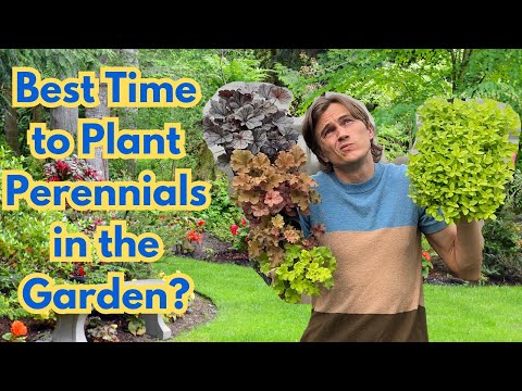 How Often Do Perennials Grow