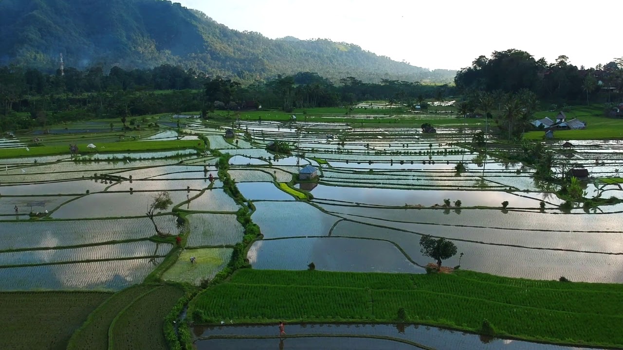 Rice Field Drone footage/ tara na at mag tanim - YouTube