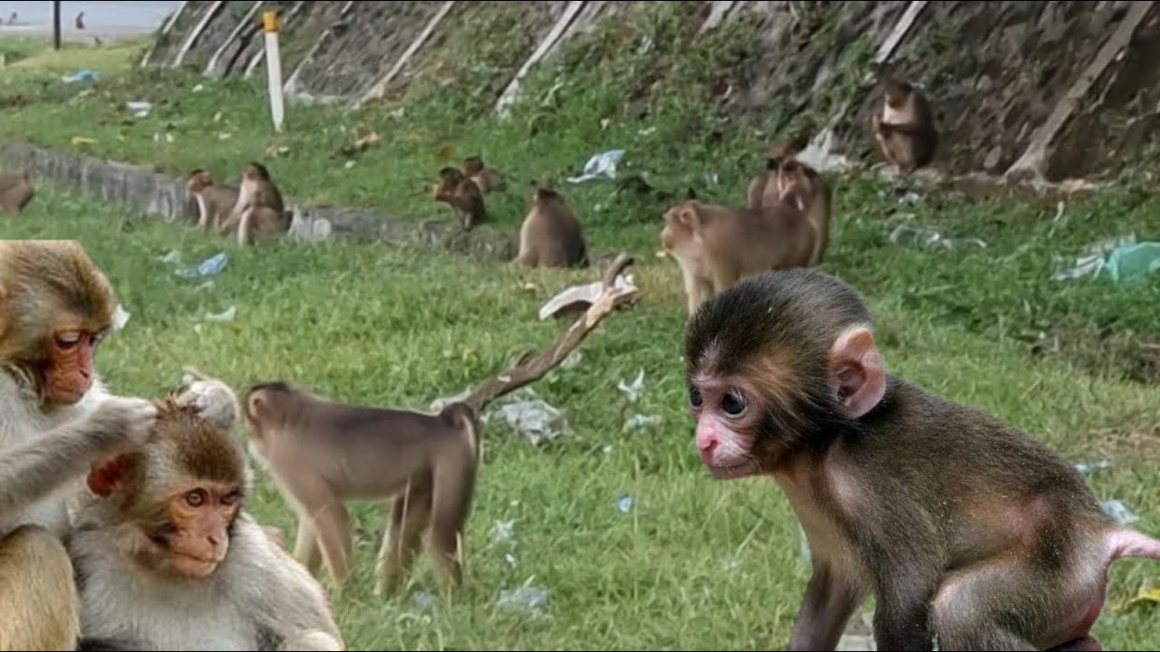 Monyet Lucu Youtube
