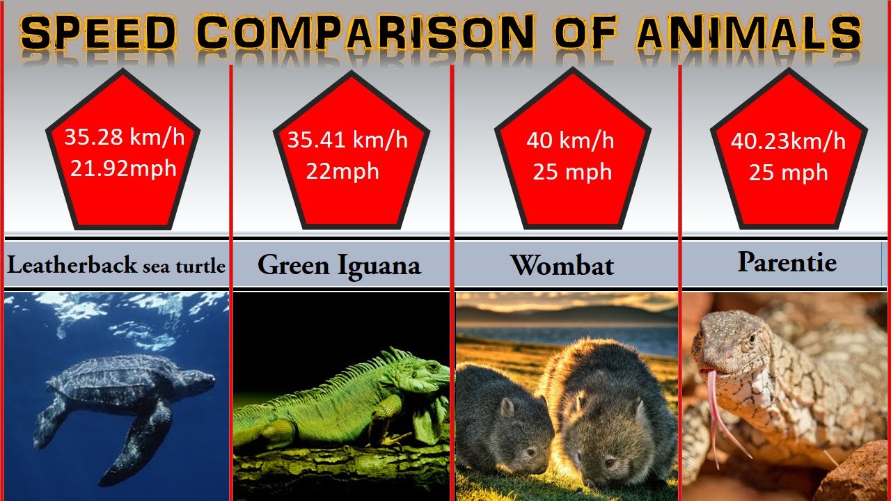 Fastest Animals In The World - YouTube