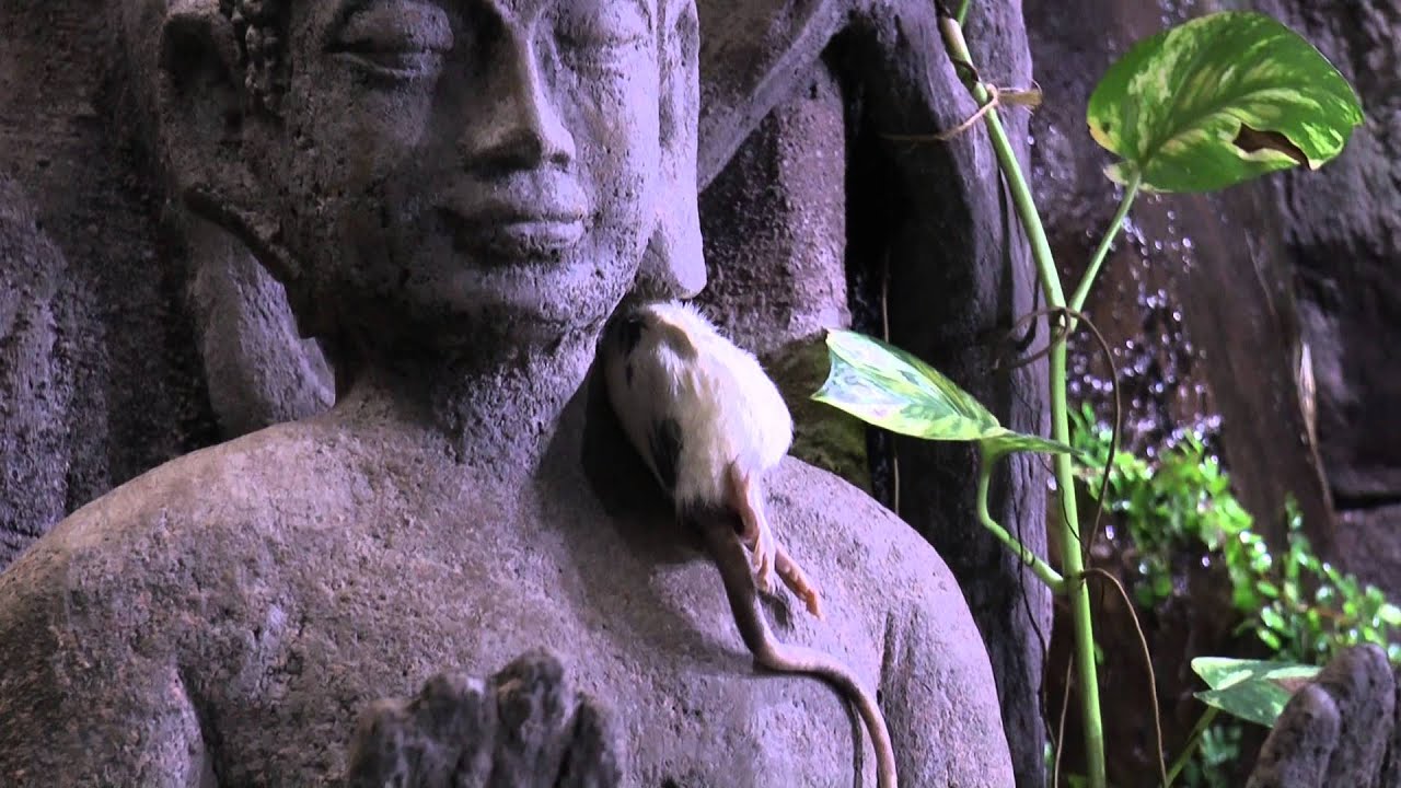 Seje dyr - Komodovaran - YouTube