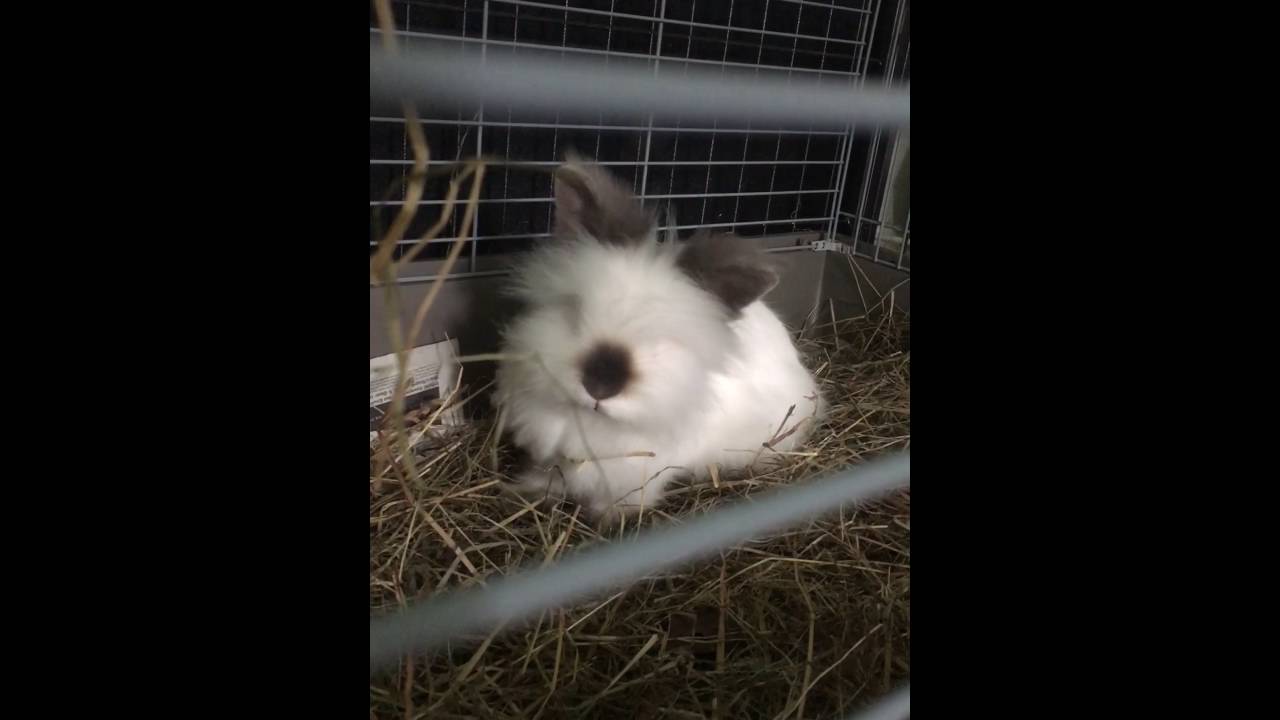 RSPCA Guildford & District Branch: REW bunny 'scanning' - YouTube