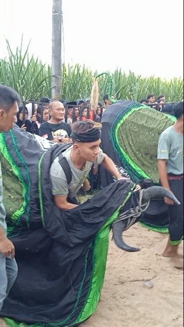 BANTENG KOLOR IJO | #jaranan #bantengan #culture #event #shorts #clips ...