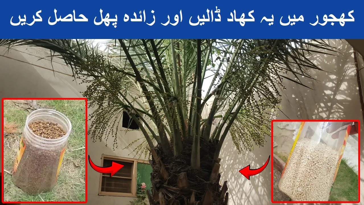How to Fertilize Your Date Palm at Fruiting Stage - YouTube