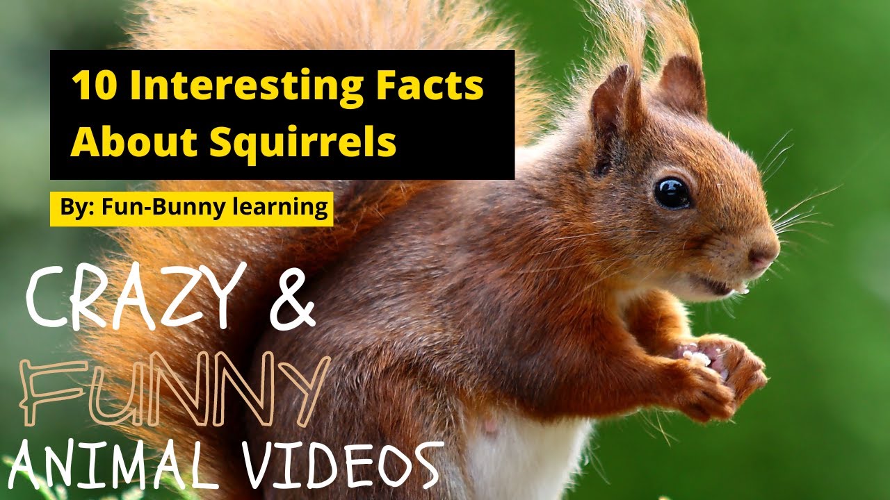 Introducing the World of Squirrels/ You Won't Believe the Crazy Things ...