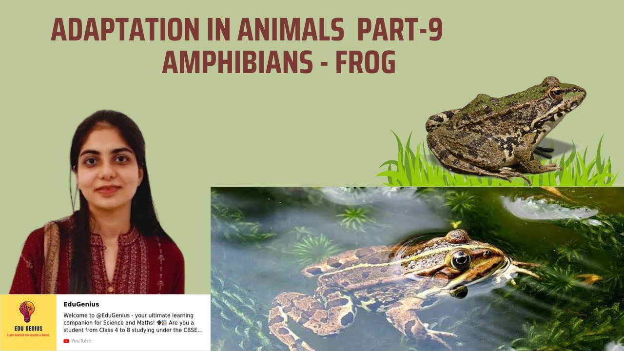 Amphibians | Adaptation in Animals -Part-9 | Science - YouTube