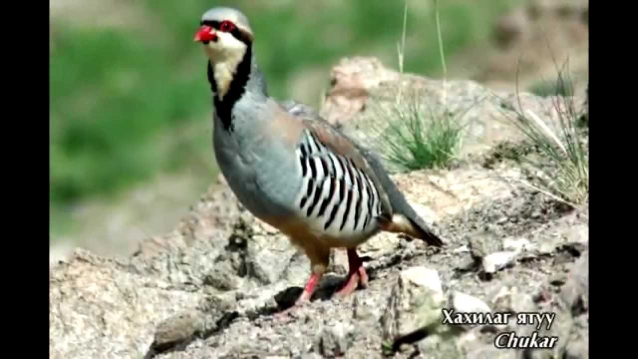 Mongolian Gobi - Birds - YouTube