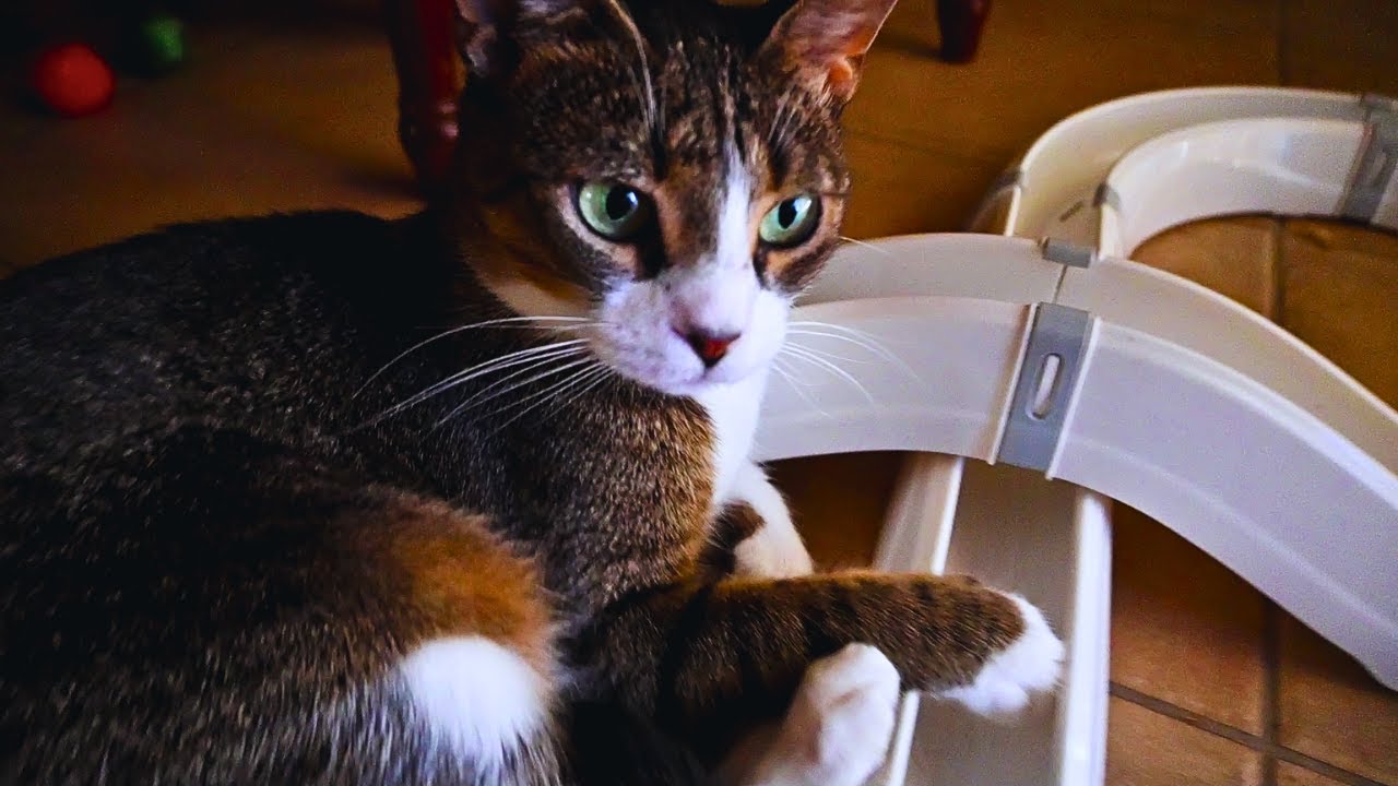 The Race Track Cat - YouTube
