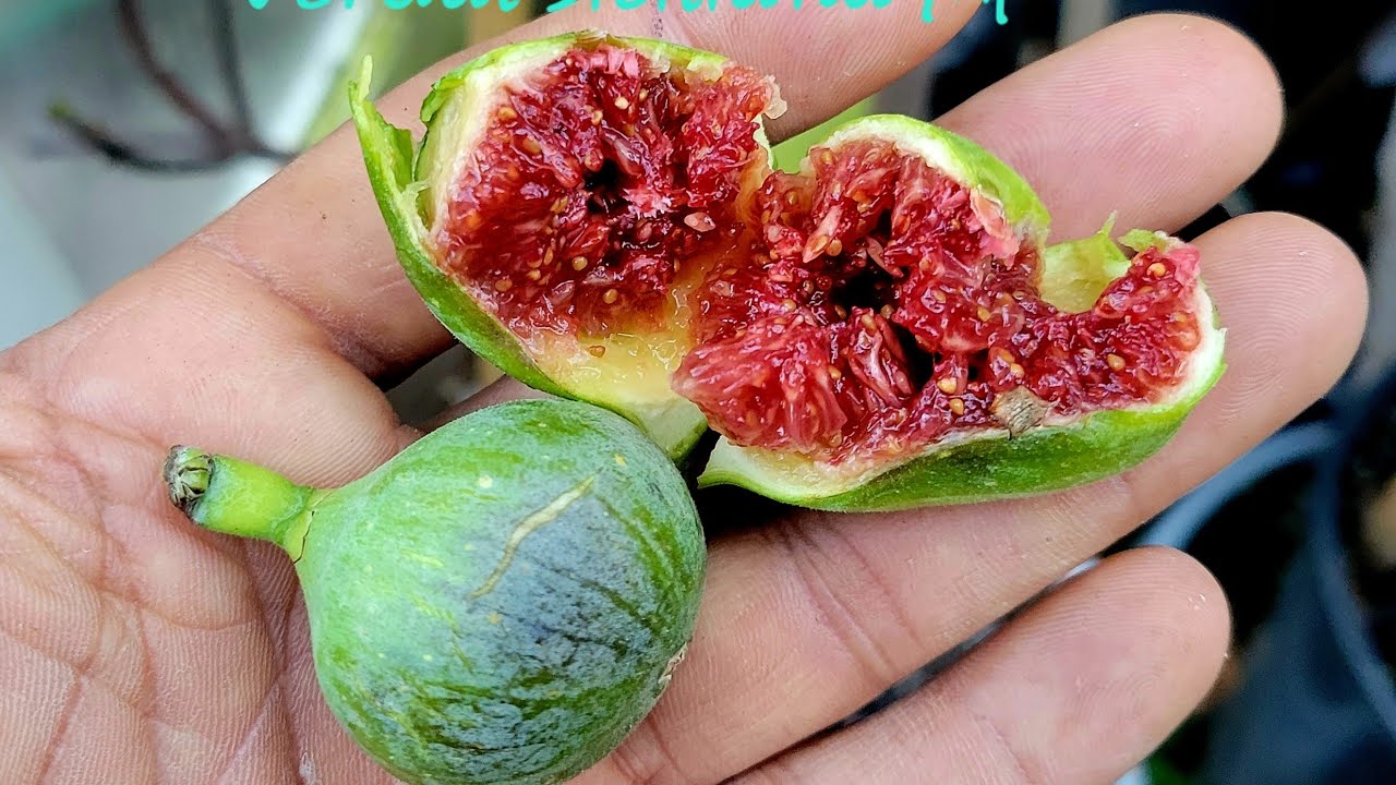 More December figs! - YouTube