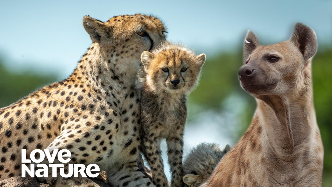 Cheetah Mom Distracts Hungry Hyena from Cubs in Bold Encounter | Love ...