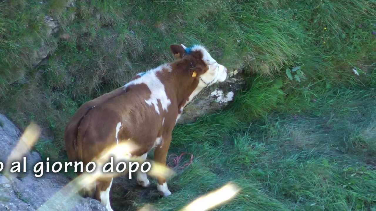 Piamprato - La mucca che vola - YouTube