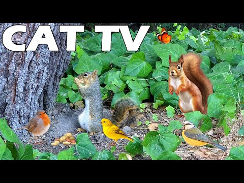 KEDİLER İÇİN TV 😻 Minik Kuşlar ve Kızıl Sincaplar 🐿🦜 Kediyi Sakinleştirmek İçin Kuş Sesleri, Kedi...