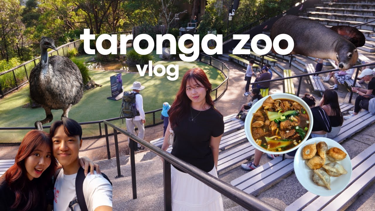 taronga zoo day out 🦭 | live seal show, best asian dumplings - YouTube