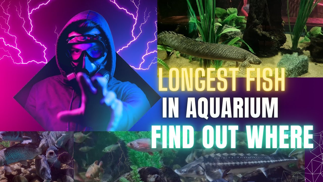 Long fish in Aquarium - Cute fishes for kids - YouTube