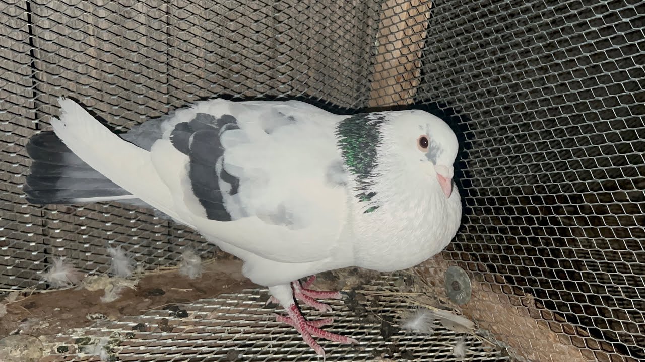 ¿Como Emparejar unas palomas ?Emparejando palomas en mi criadero. El ...