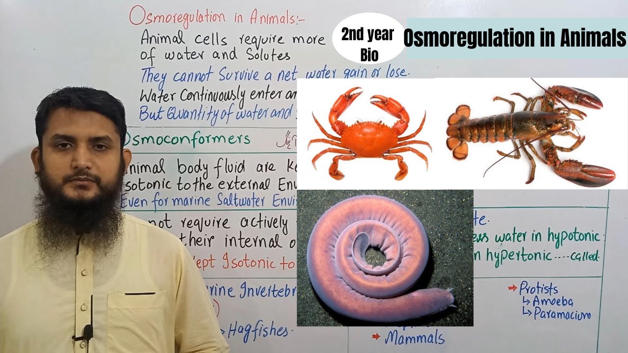 Osmoconformers and osmoregulators Osmoregulation in animals | Class 12 ...