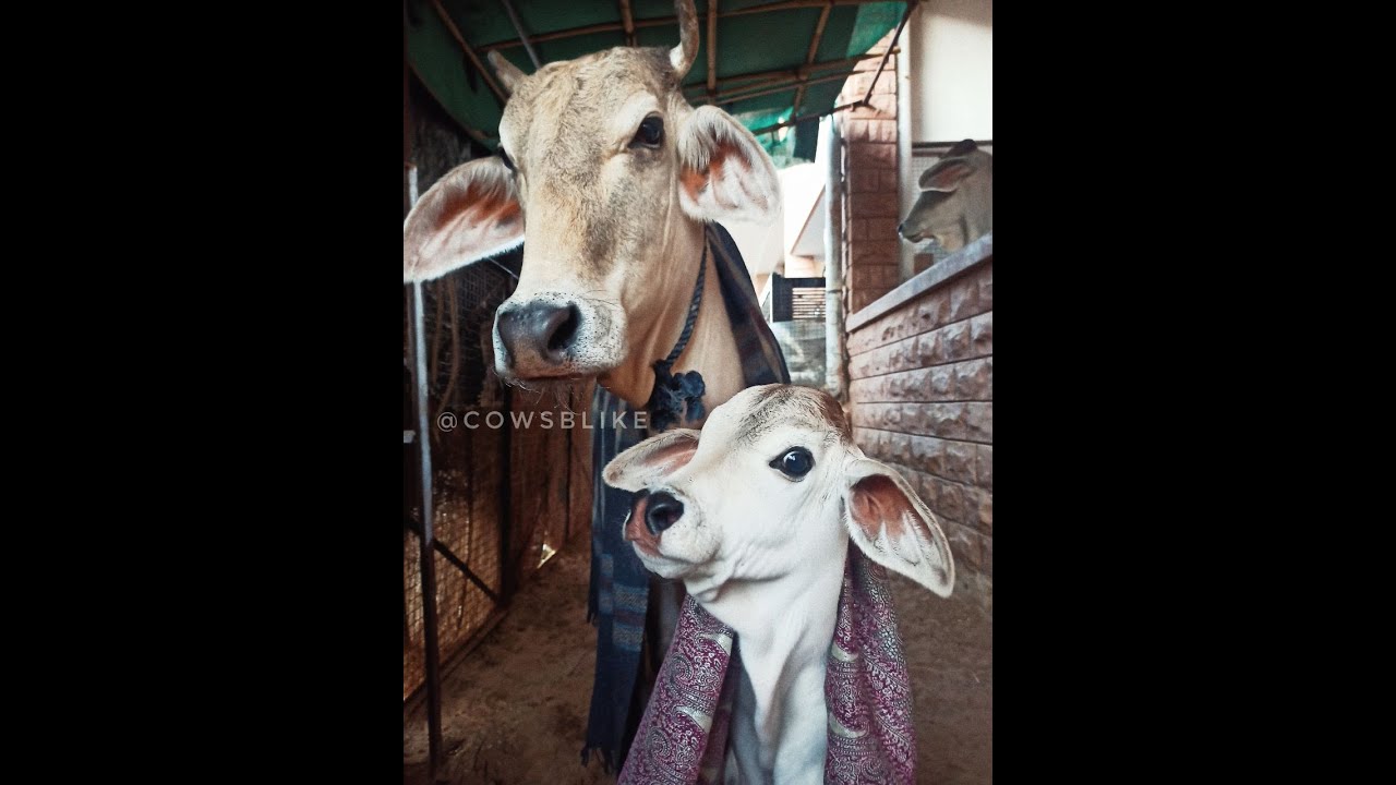 Return of Cowsblike Cows Welcome back Home. - YouTube