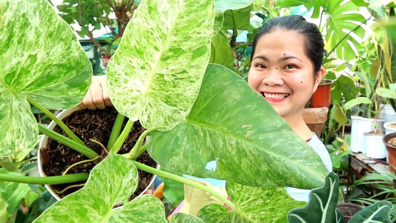 TEASER NG RARE PLANTS FROM KORONADAL + PLANTS FOR SALE TODAY 🥰 - YouTube