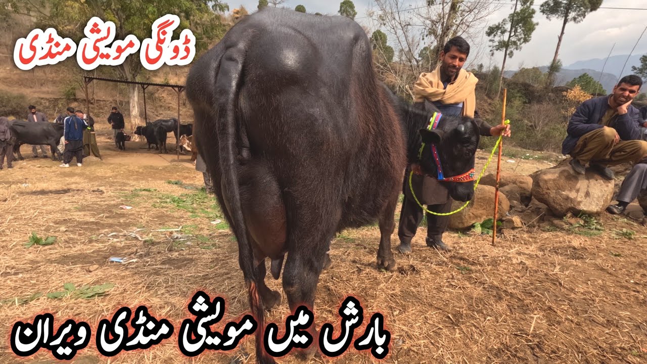 Latest price of animals from animal market of AJK 26 Feb 2025 #animals ...